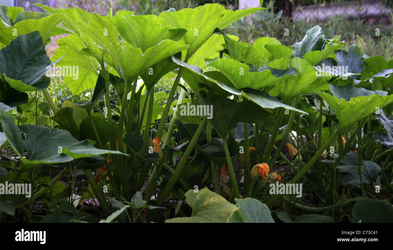 Rural flower bed hi-res stock photography and images - Alamy