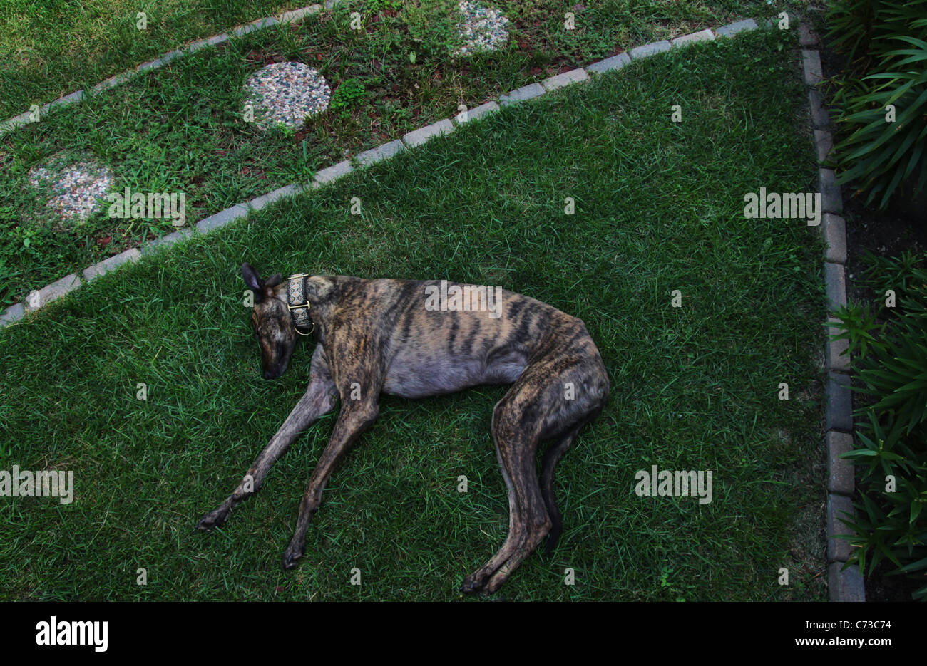 A greyhound dog sleeping on a grassy lawn Stock Photo - Alamy