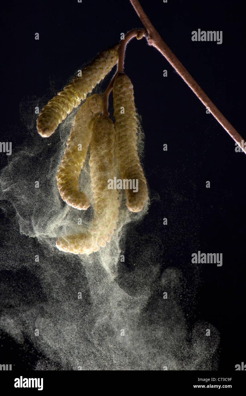 Common Hazel, Cobnut (Corylus avellana), male flowering stand giving ...