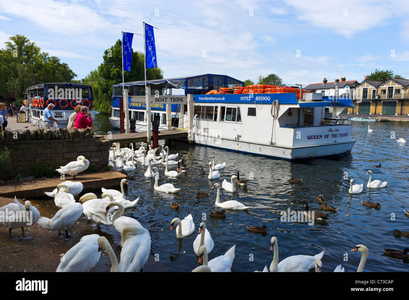 Tour boat and swans on the River Thames in Windsor, Berkshire, England ...