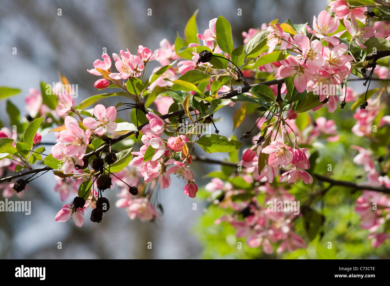 Branch of cherry tree Stock Photo - Alamy