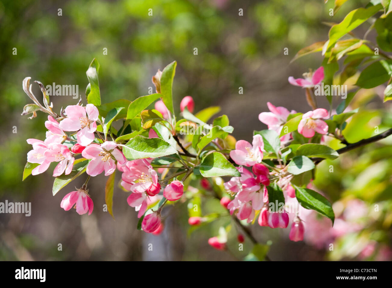 Branch of cherry tree Stock Photo - Alamy