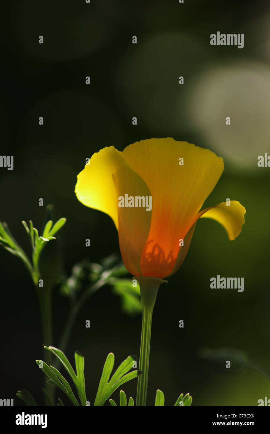 Golden poppy with golden stamen hi-res stock photography and images - Alamy