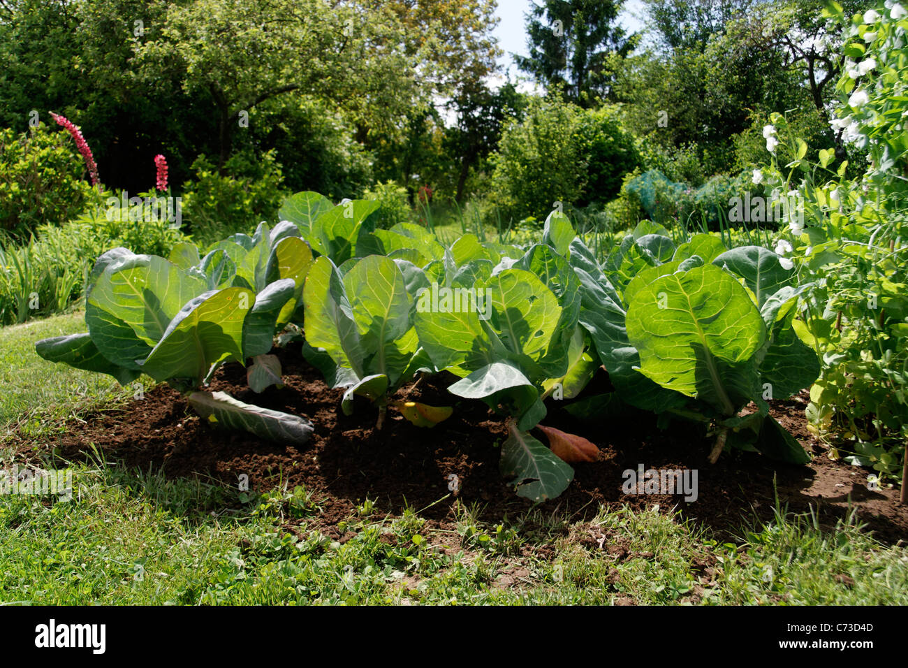 Planche de choux cabus hi-res stock photography and images - Alamy