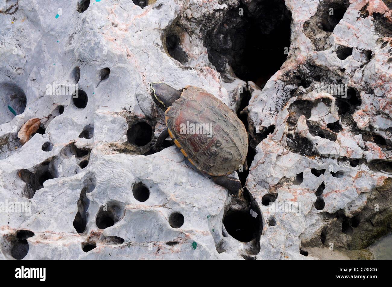 Animal rock hi-res stock photography and images - Alamy