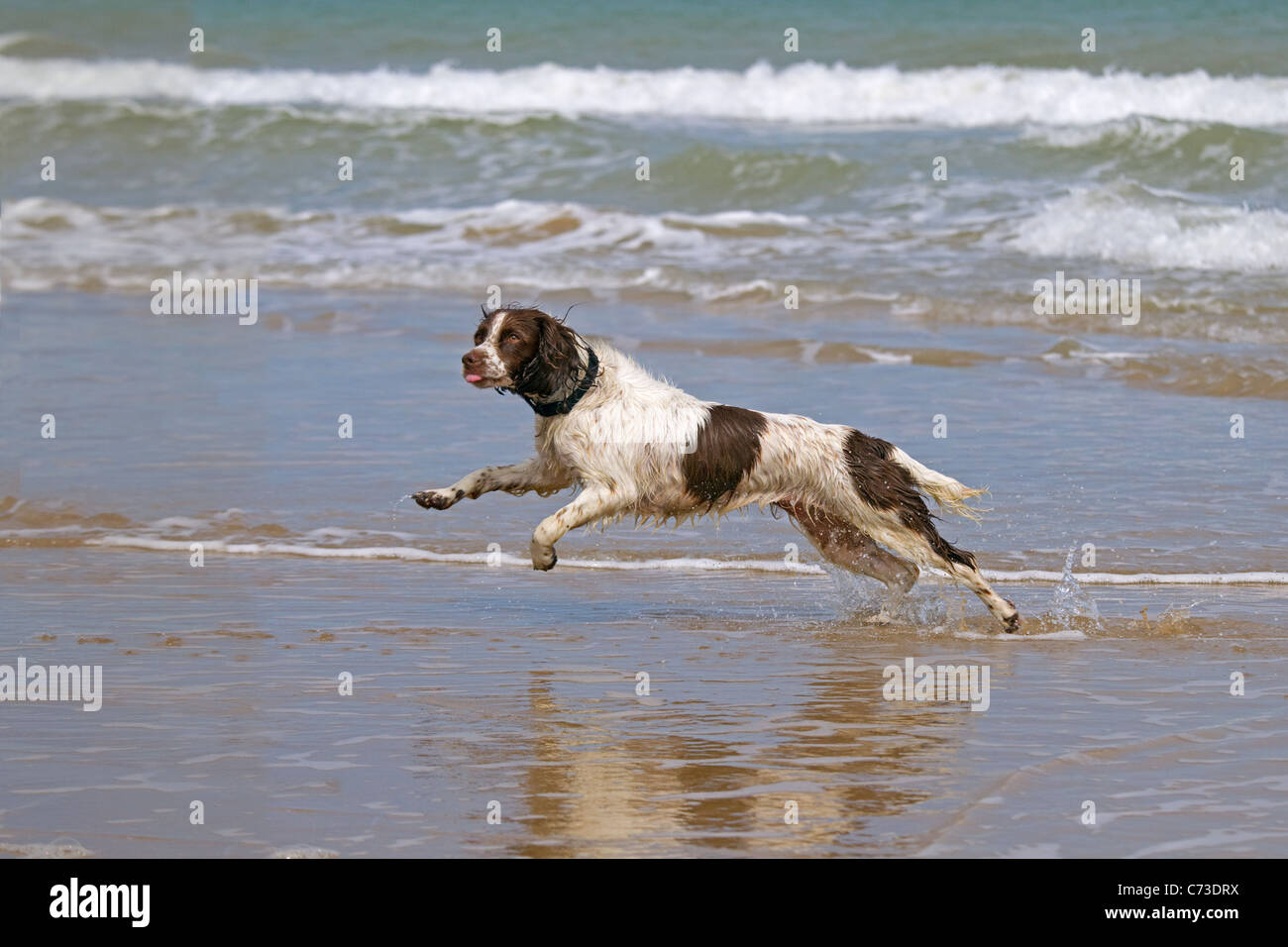 Dog chasing tail hi-res stock photography and images - Alamy