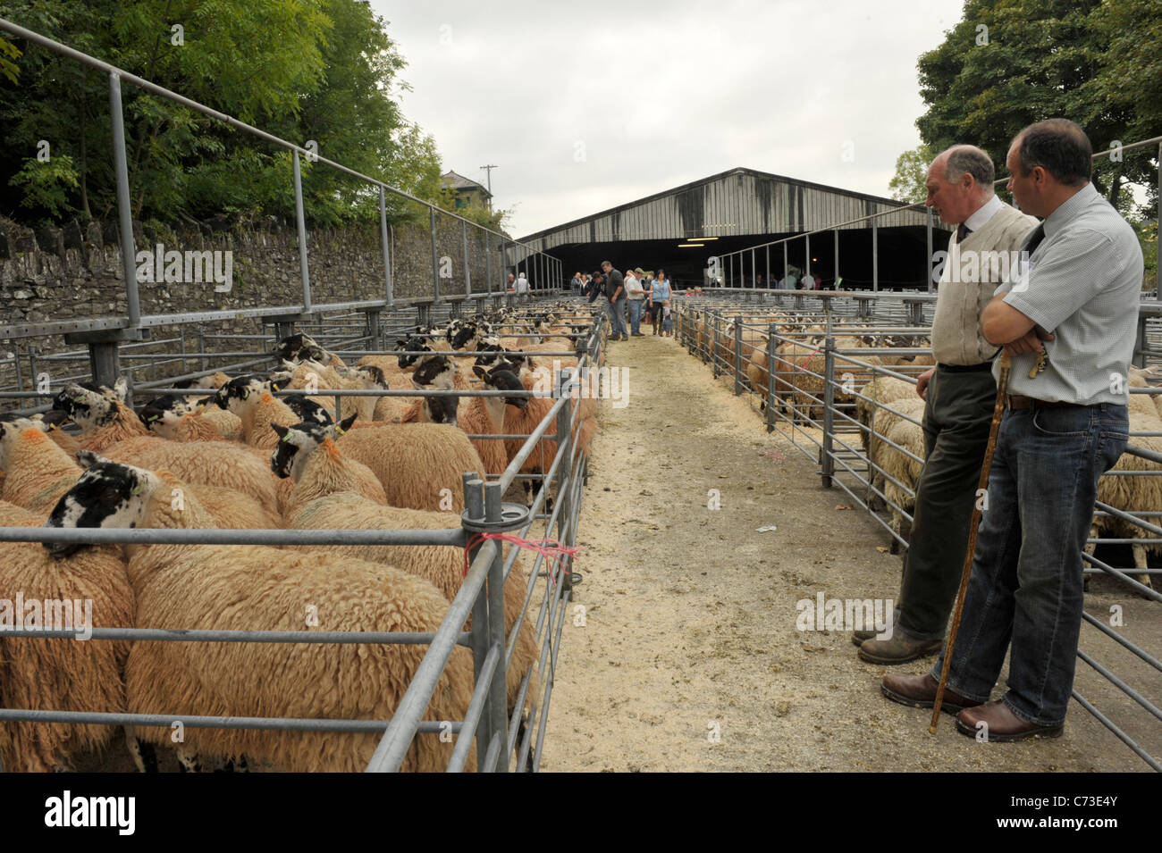Livestock market sheep hi-res stock photography and images - Alamy