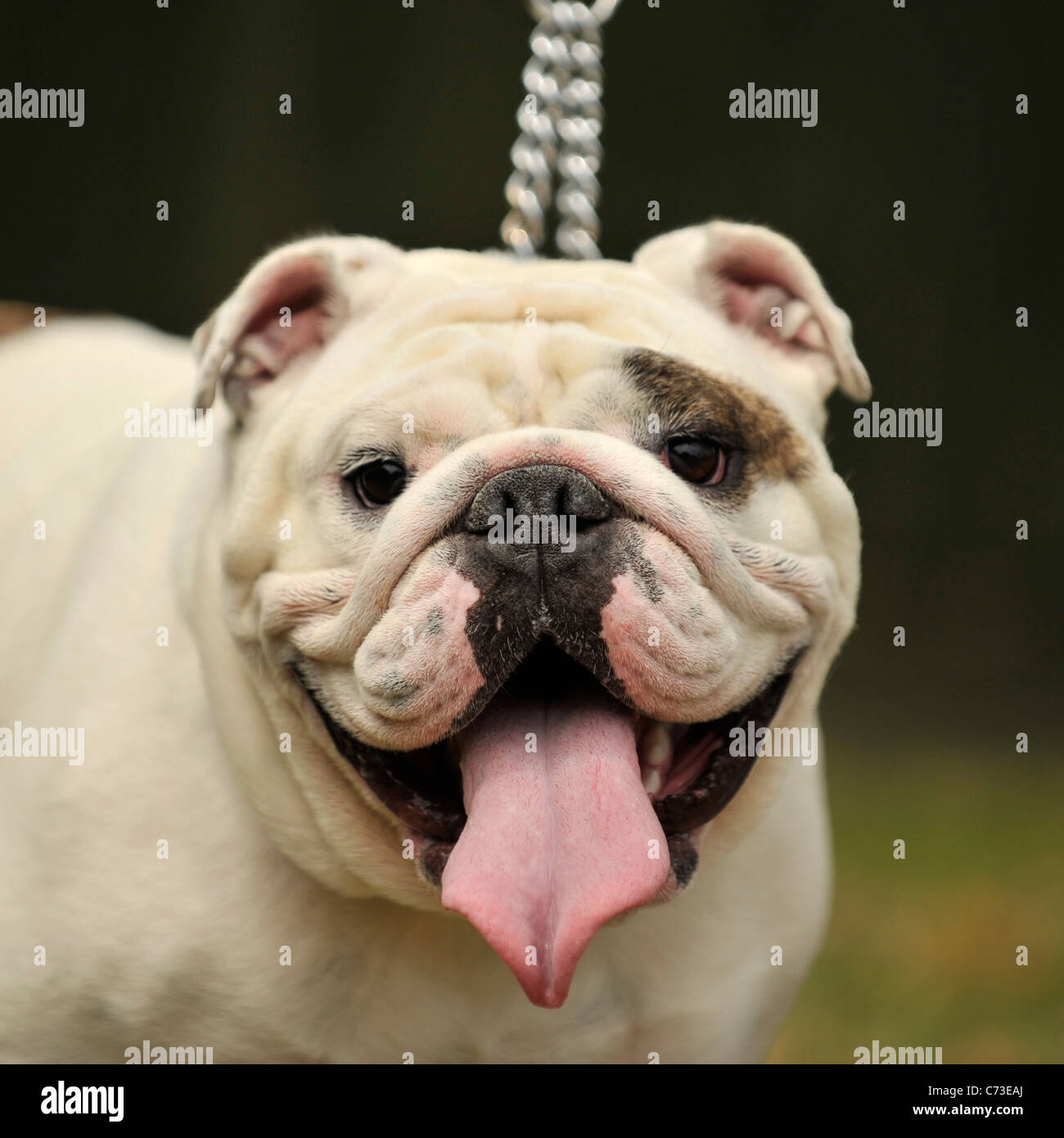 Laughing dog hi-res stock photography and images - Alamy