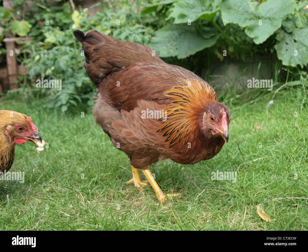 Welsummer Pullet