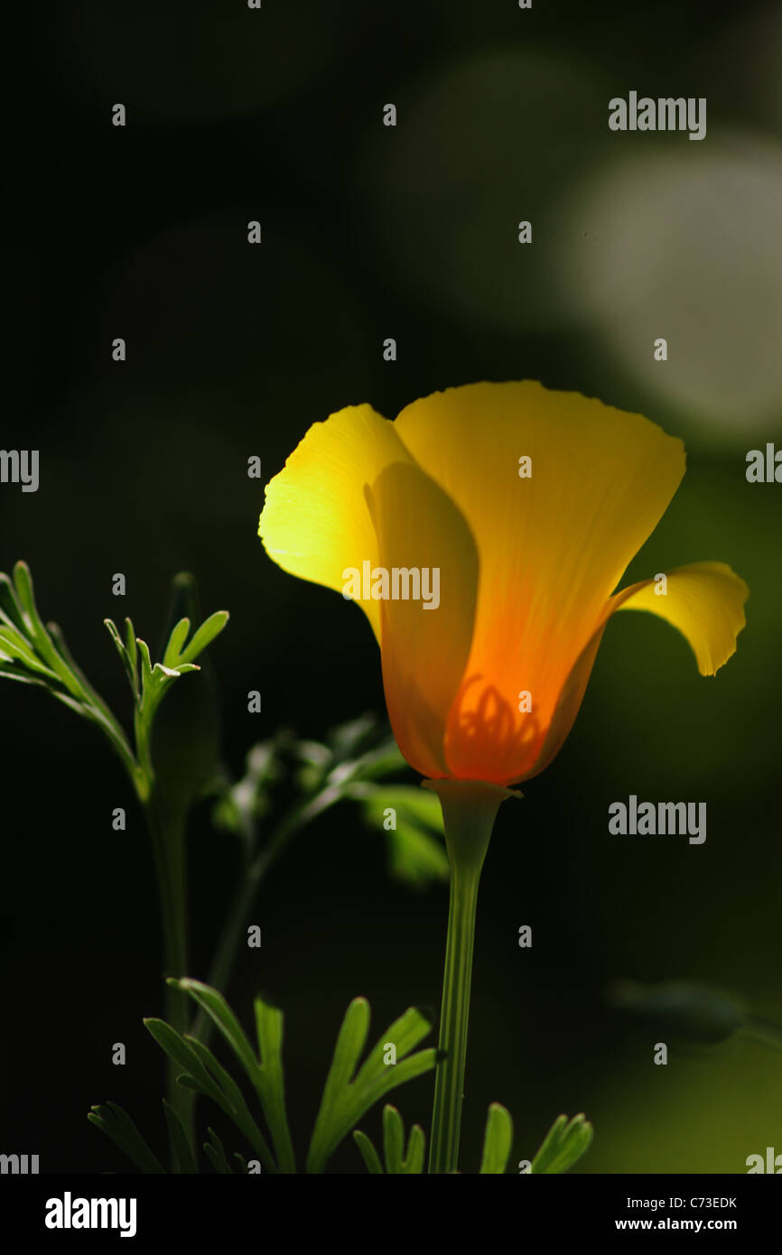 Golden poppy with golden stamen hi-res stock photography and images - Alamy
