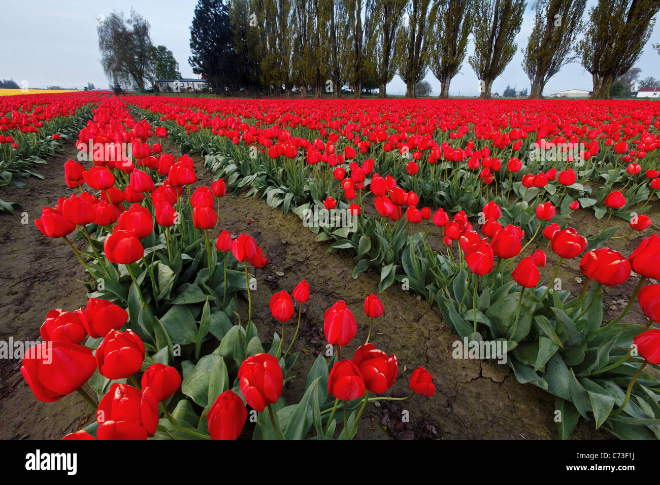 Tulip poplar flowers hi-res stock photography and images - Alamy
