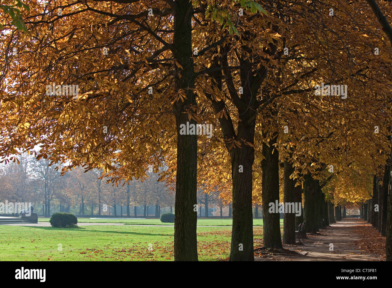Tree lined paths hi-res stock photography and images - Alamy
