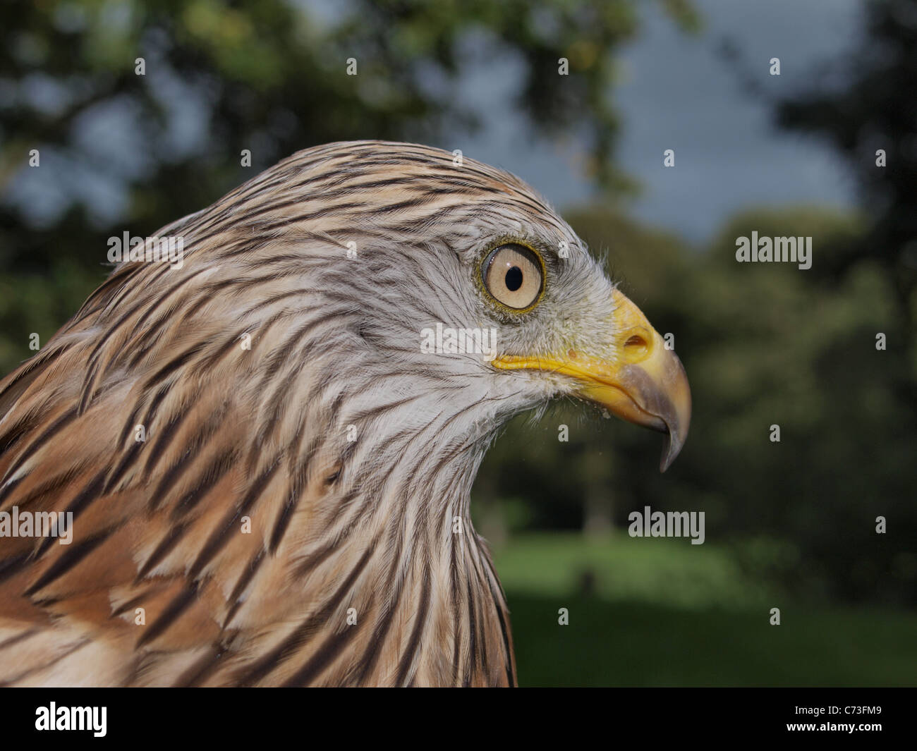 Red Kite Milvus milvus (captive Stock Photo - Alamy