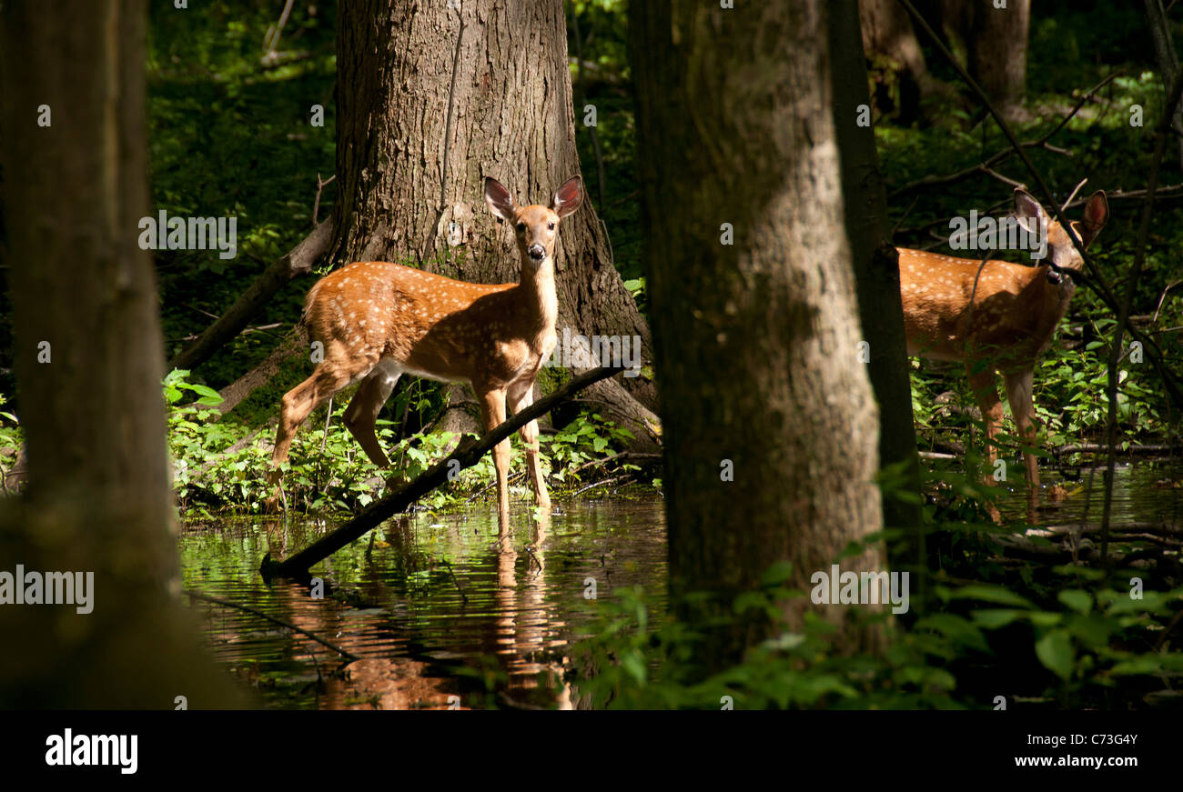 Two white tail deer in swampy woods Stock Photo - Alamy