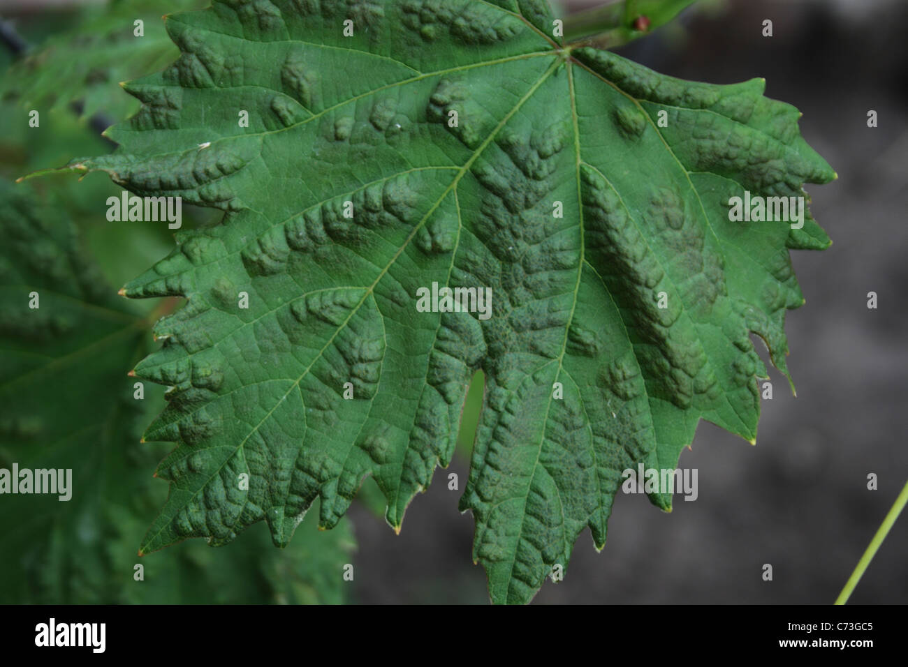 powdery mildew on grape leaves Stock Photo - Alamy