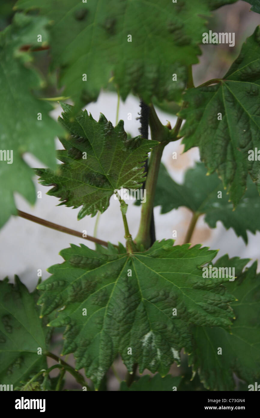 powdery mildew on grape leaves Stock Photo - Alamy
