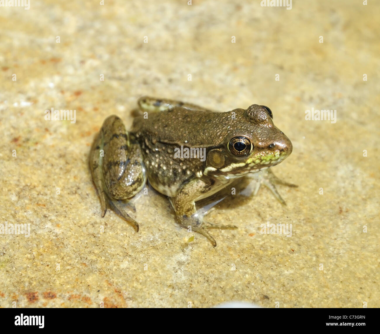 Frog sitting on the stone hi-res stock photography and images - Alamy