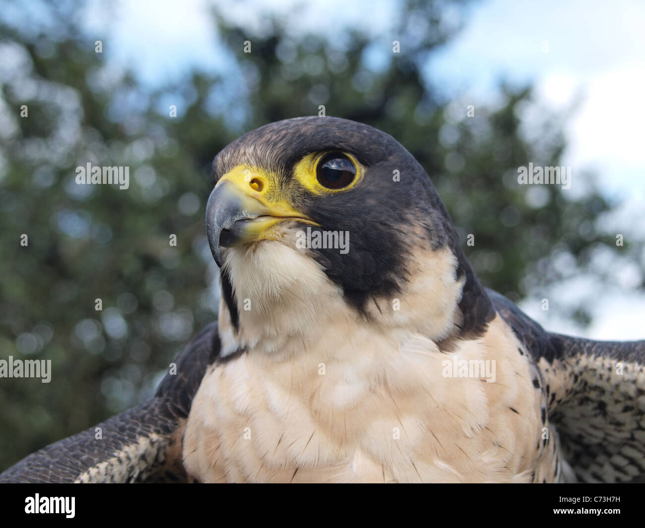 Male Peregrine Falcon Falco peregrinus (captive Stock Photo - Alamy