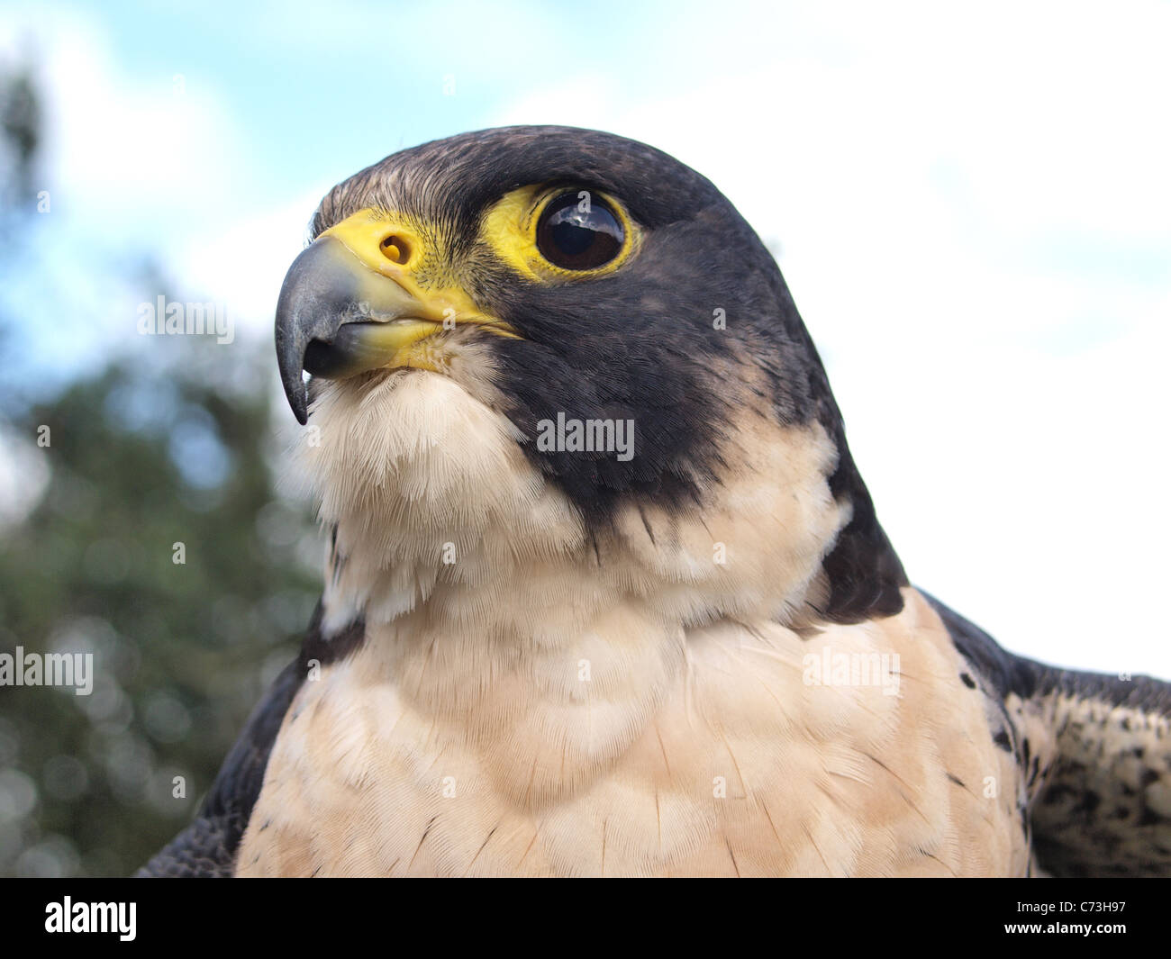 Male Peregrine Falcon Falco peregrinus (captive Stock Photo - Alamy