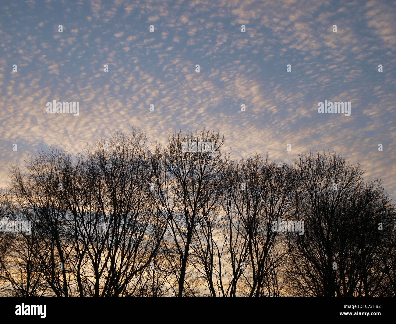 cirrocumulus clouds above trees Stock Photo - Alamy