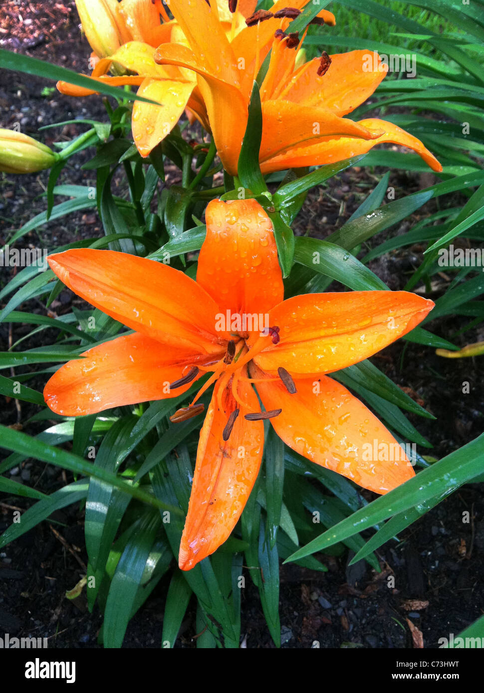 Tiger lily in garden Stock Photo - Alamy