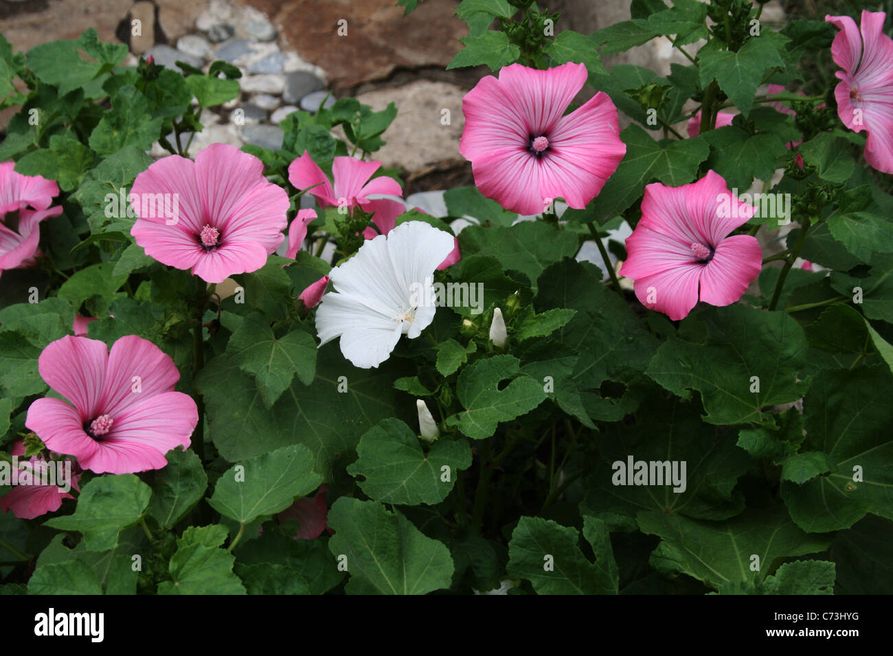 Lavatera bud hi-res stock photography and images - Alamy