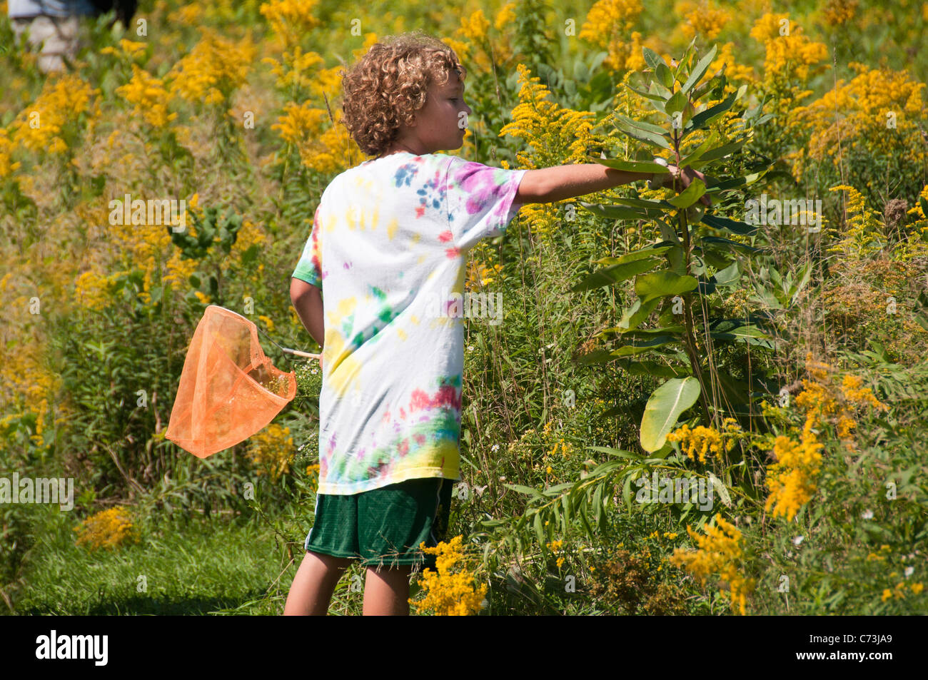 Boy collecting Monarch butterflies for tagging Stock Photo - Alamy