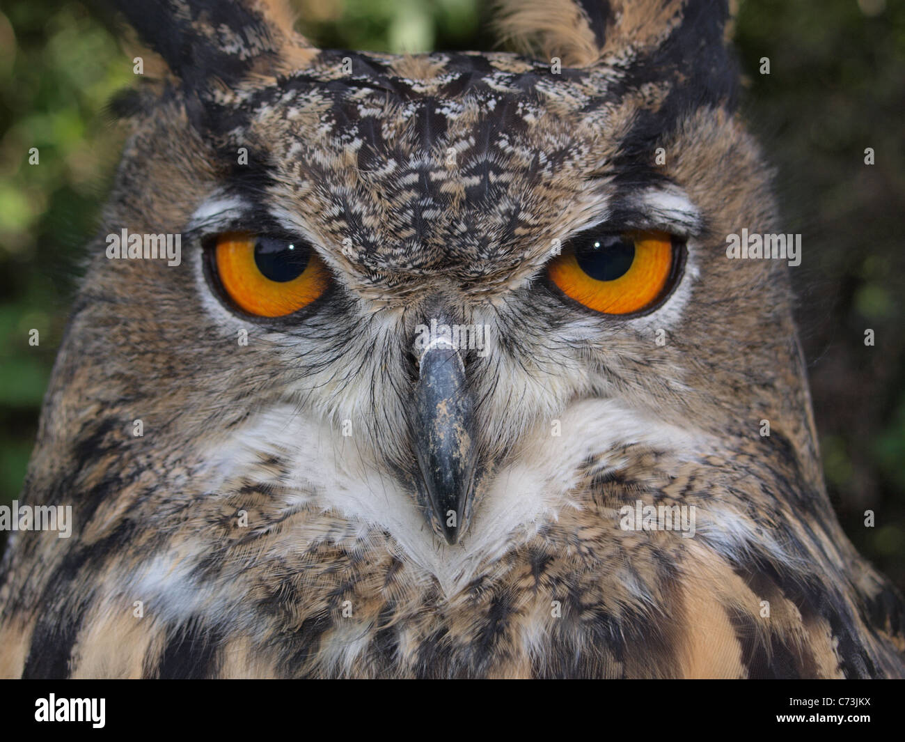 European Eagle Owl. Bubo bubo (captive Stock Photo - Alamy