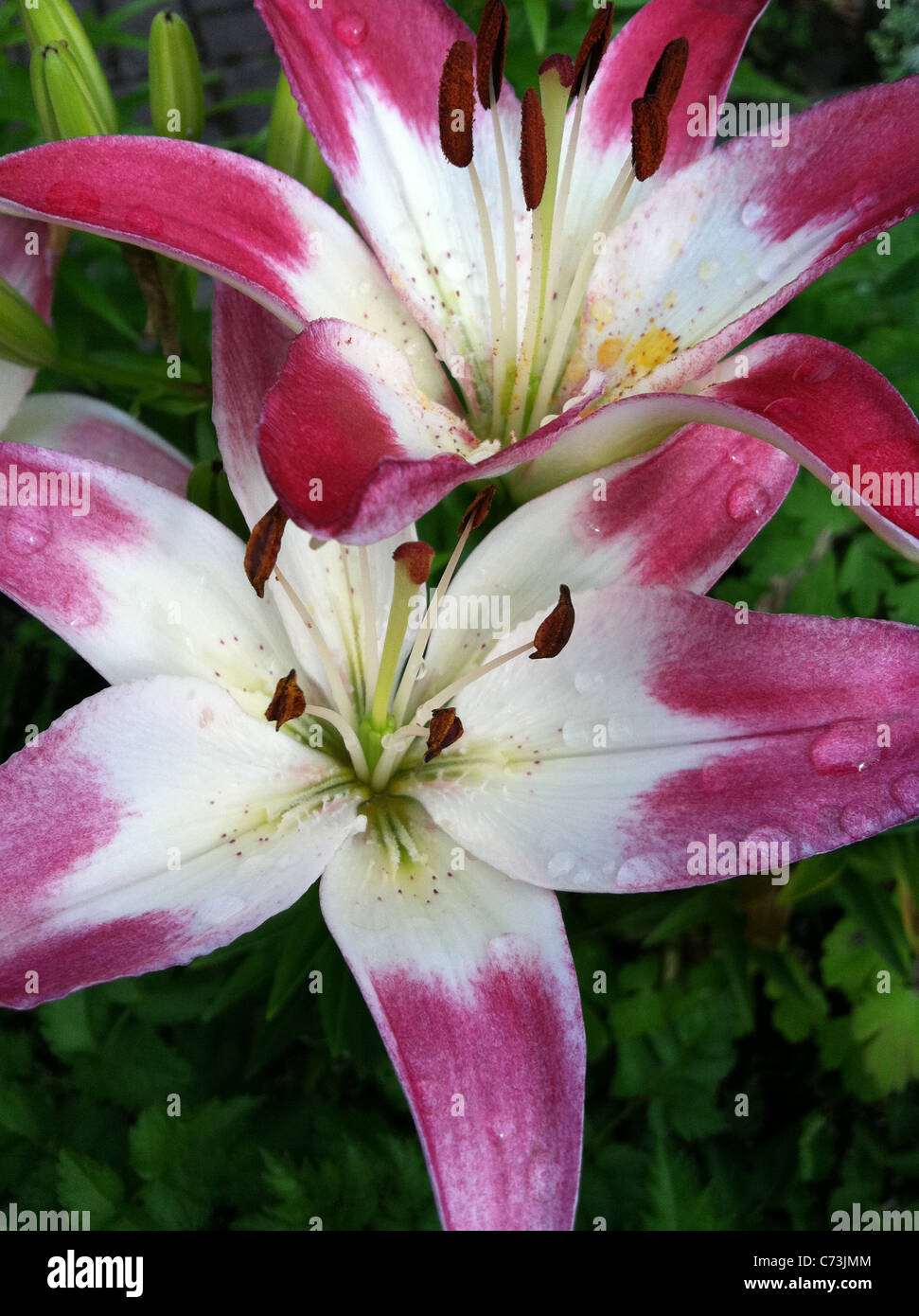 White tiger lily hi-res stock photography and images - Alamy