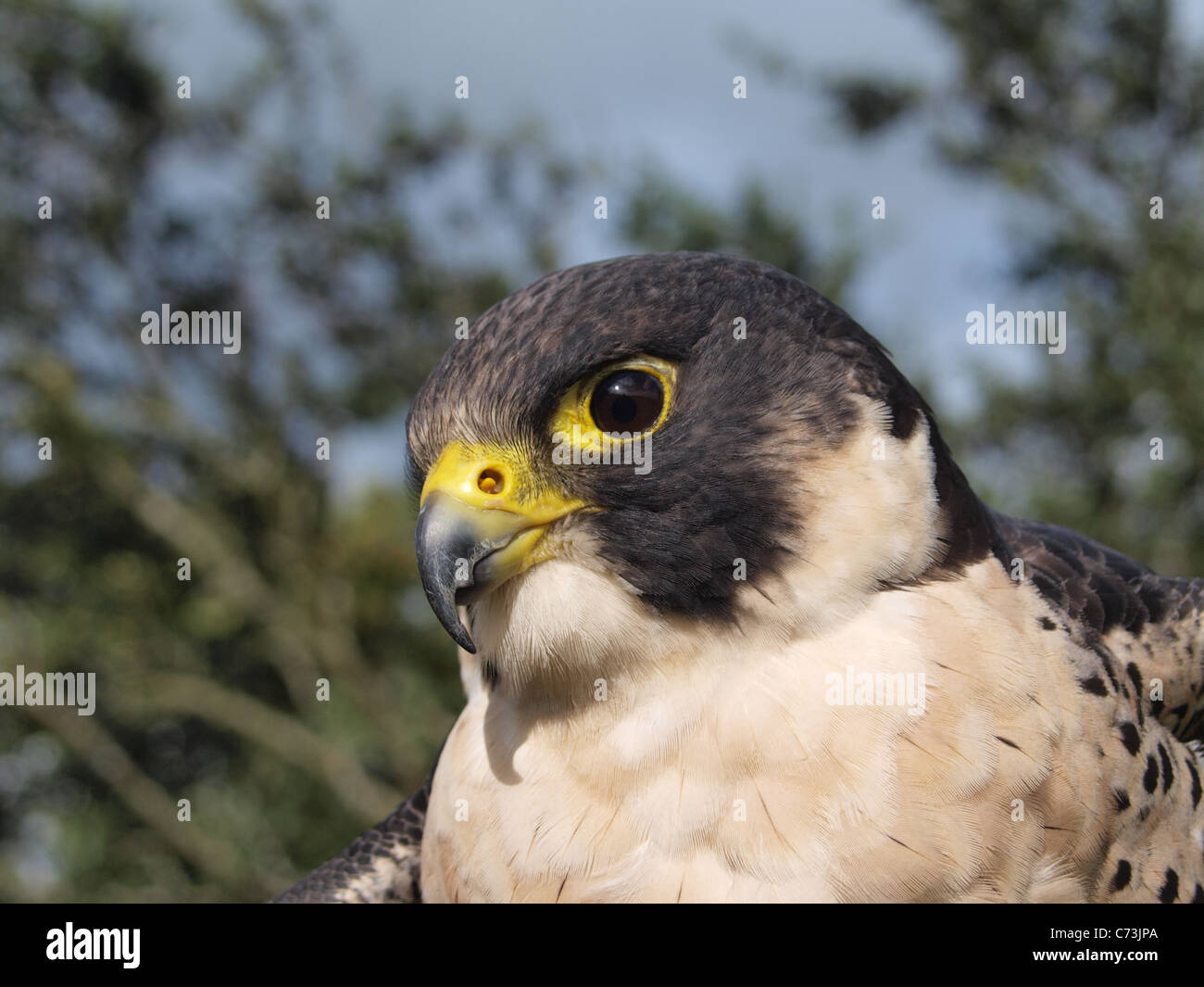 Male Peregrine Falcon Falco peregrinus (captive Stock Photo - Alamy