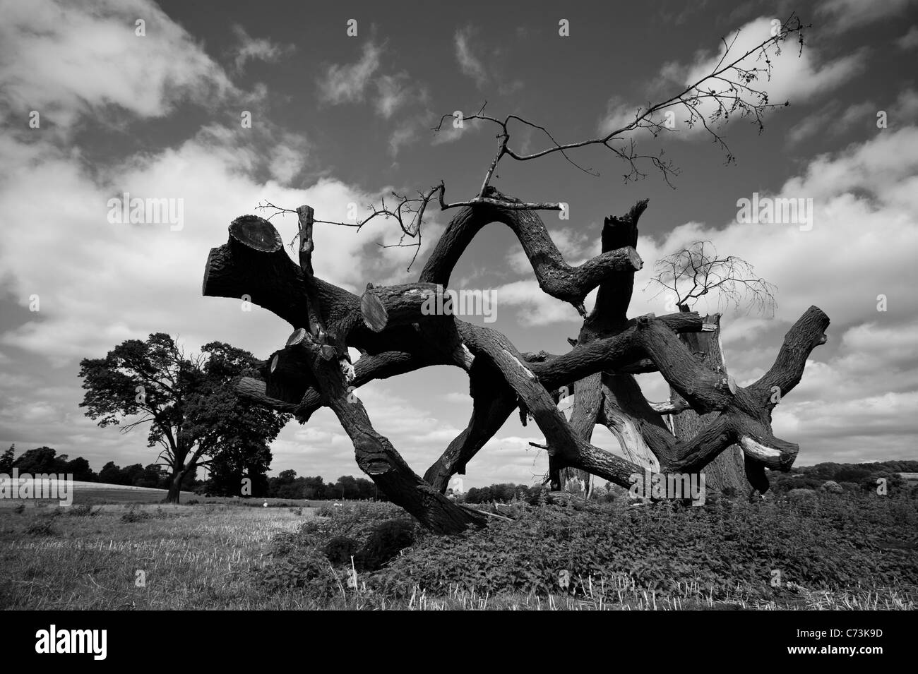 Dramatic felled tree in landscape Stock Photo - Alamy