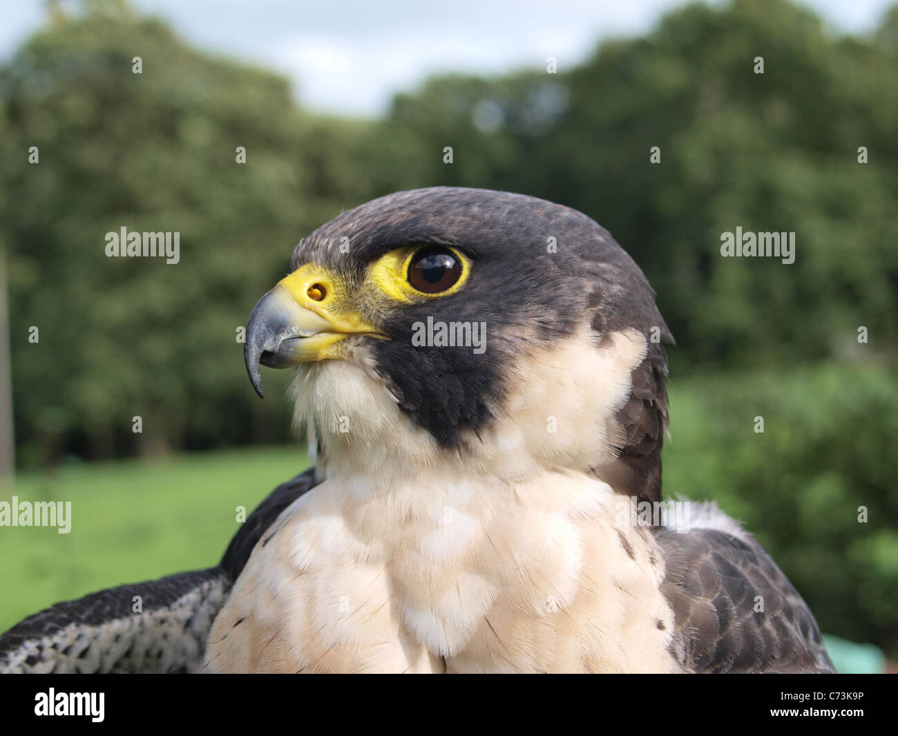 Male Peregrine Falcon Falco peregrinus (captive Stock Photo - Alamy