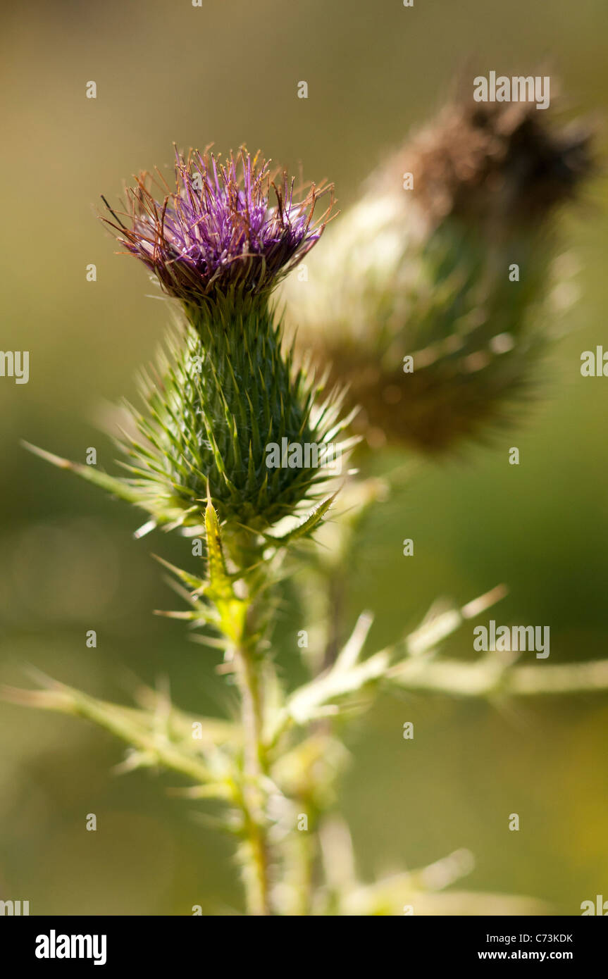 Bull thistle and bud Stock Photo - Alamy