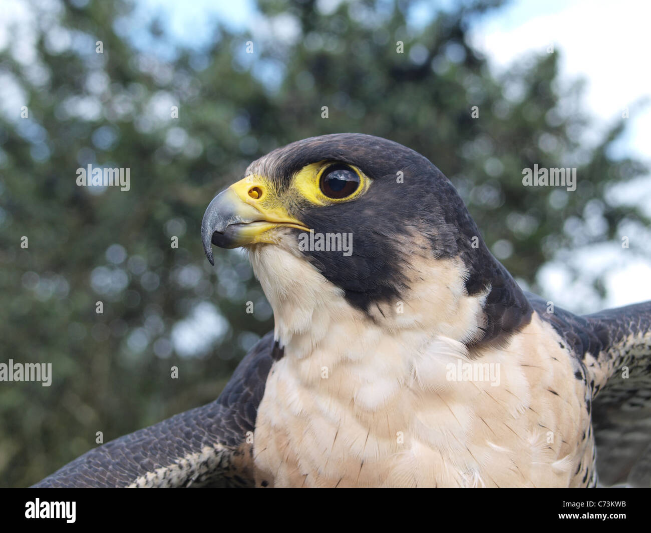 Male Peregrine Falcon Falco peregrinus (captive Stock Photo - Alamy