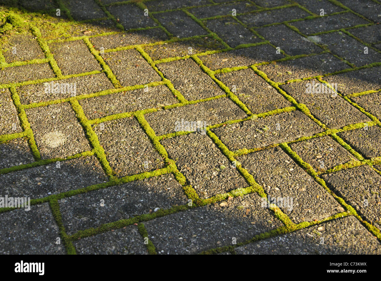 detail of brick pavement with lichen growth Stock Photo - Alamy