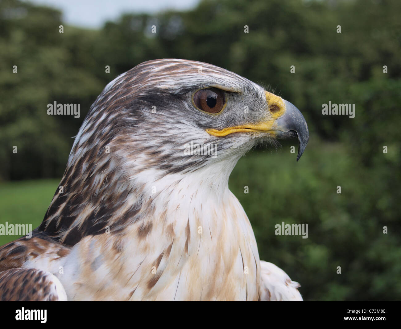 Male Ferruginous Hawk, Buteo regalis (captive Stock Photo - Alamy