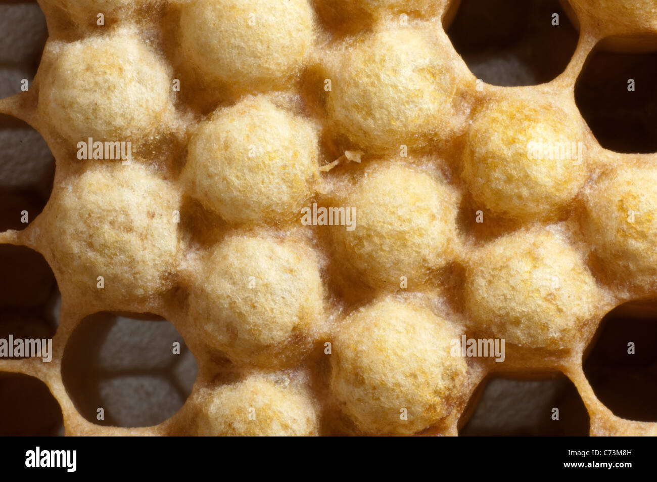 European Honey Bee, Western Honey Bee (Apis mellifera, Apis mellifica ...