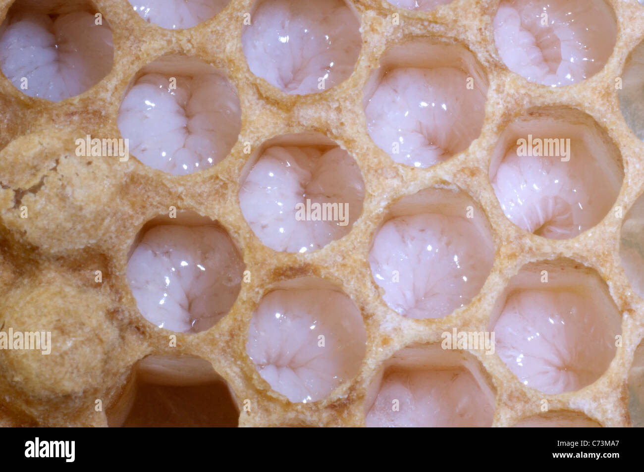 Honey Bee (Apis mellifera, Apis mellifica). Close-up of honeycomb ...