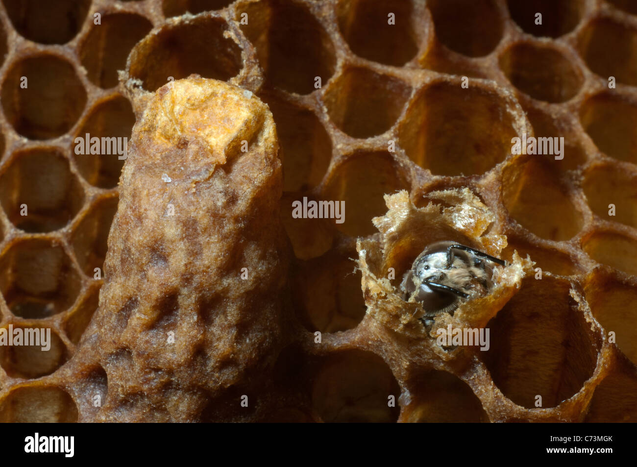 Queen bee cell hi-res stock photography and images - Alamy