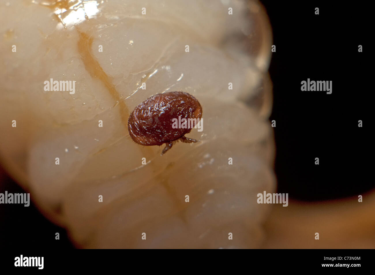 Honeybee larvae hi-res stock photography and images - Alamy