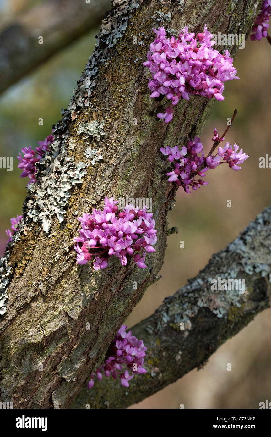 Judas Tree (Cercis siliquastrum). Flowers arising from the tree trunk ...
