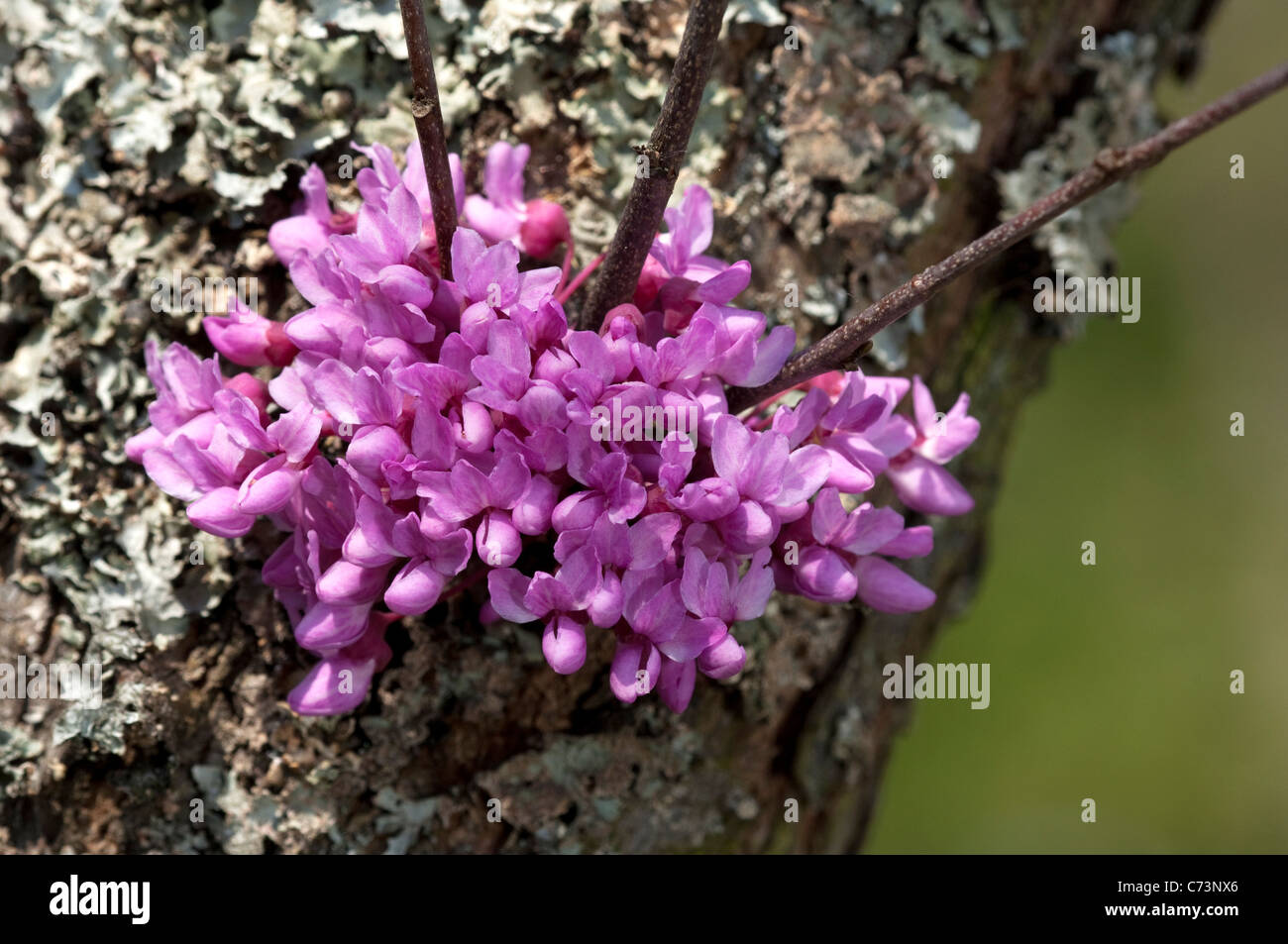 Judas Tree (Cercis siliquastrum). Flowers arising from the tree trunk ...