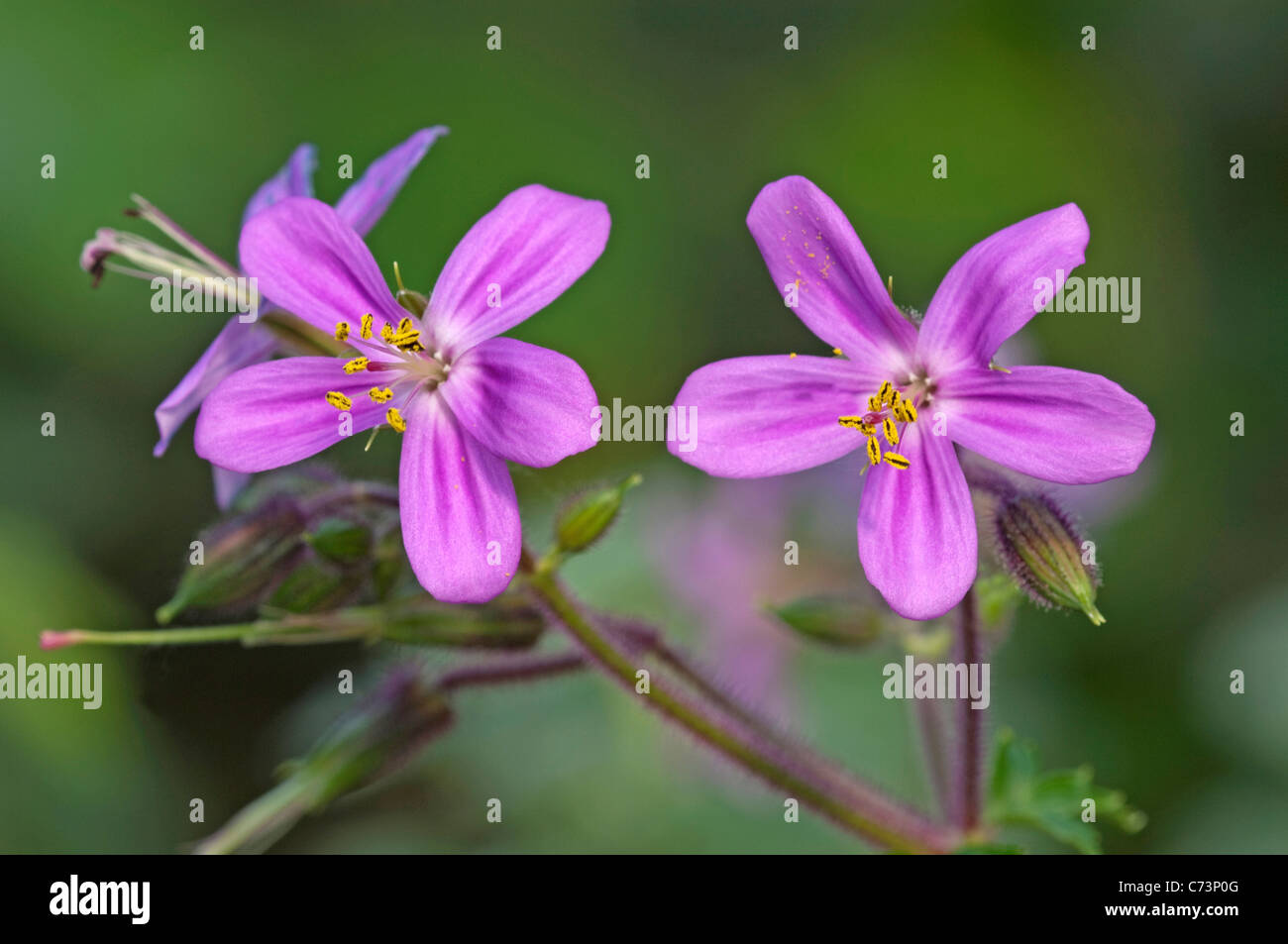 Canary Island Cranesbill , Giant Geranium (Pelargonium canariense ...