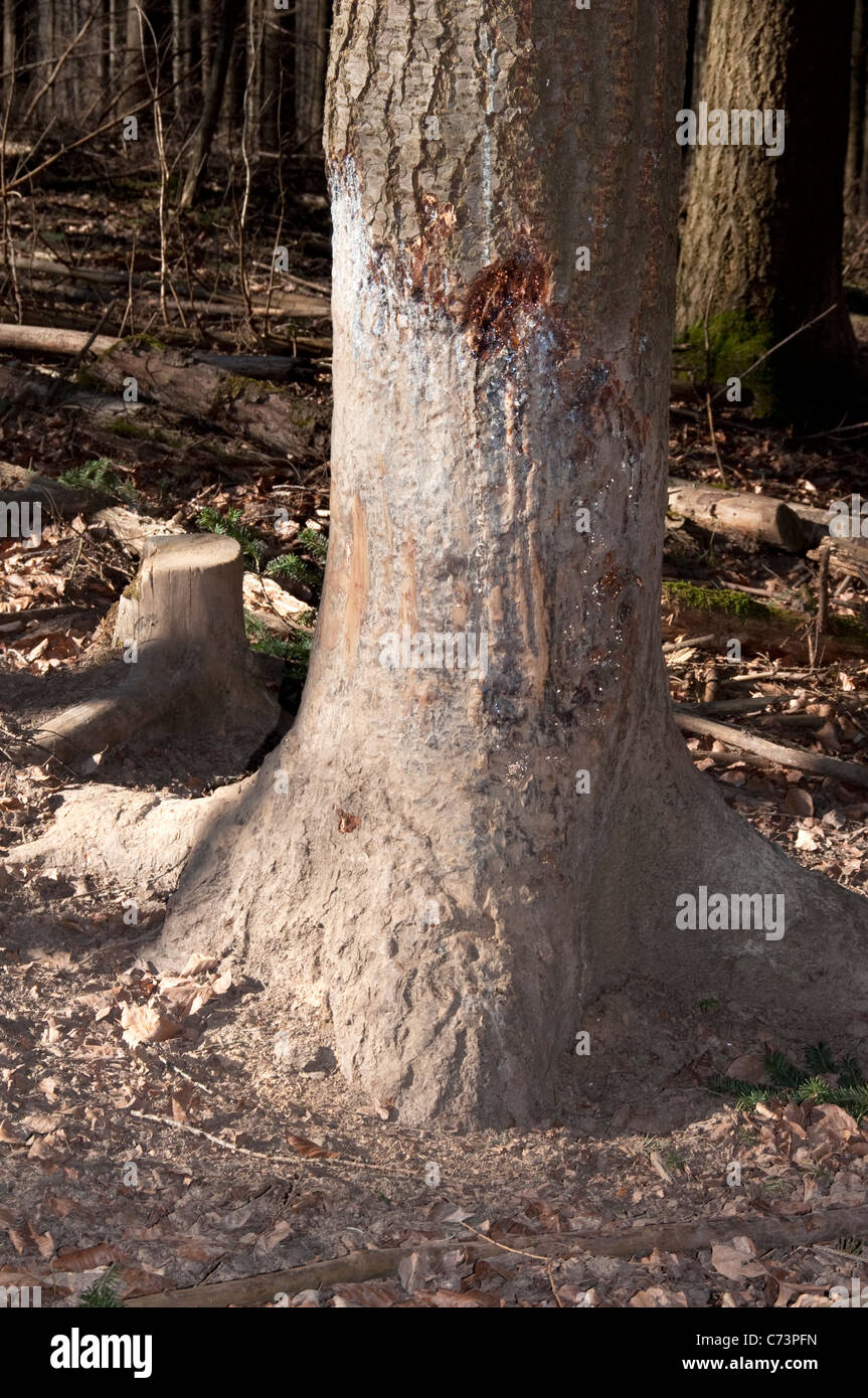 Scratching tree hi-res stock photography and images - Alamy
