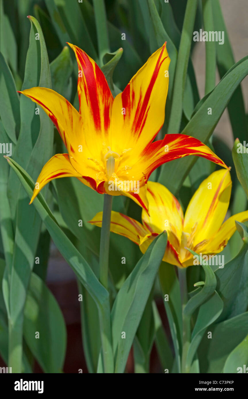 Lily Flowering Tulip Mona Lisa (Tulipa Mona Lisa), flowers Stock Photo ...