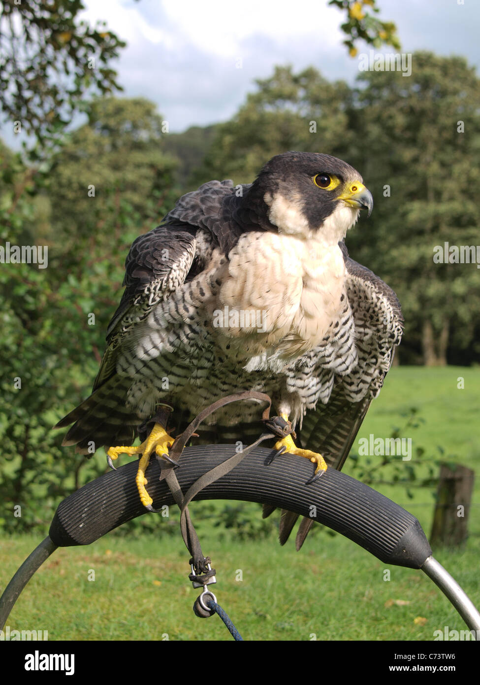 Male Peregrine Falcon Falco peregrinus sitting on perch. (Captive Stock ...