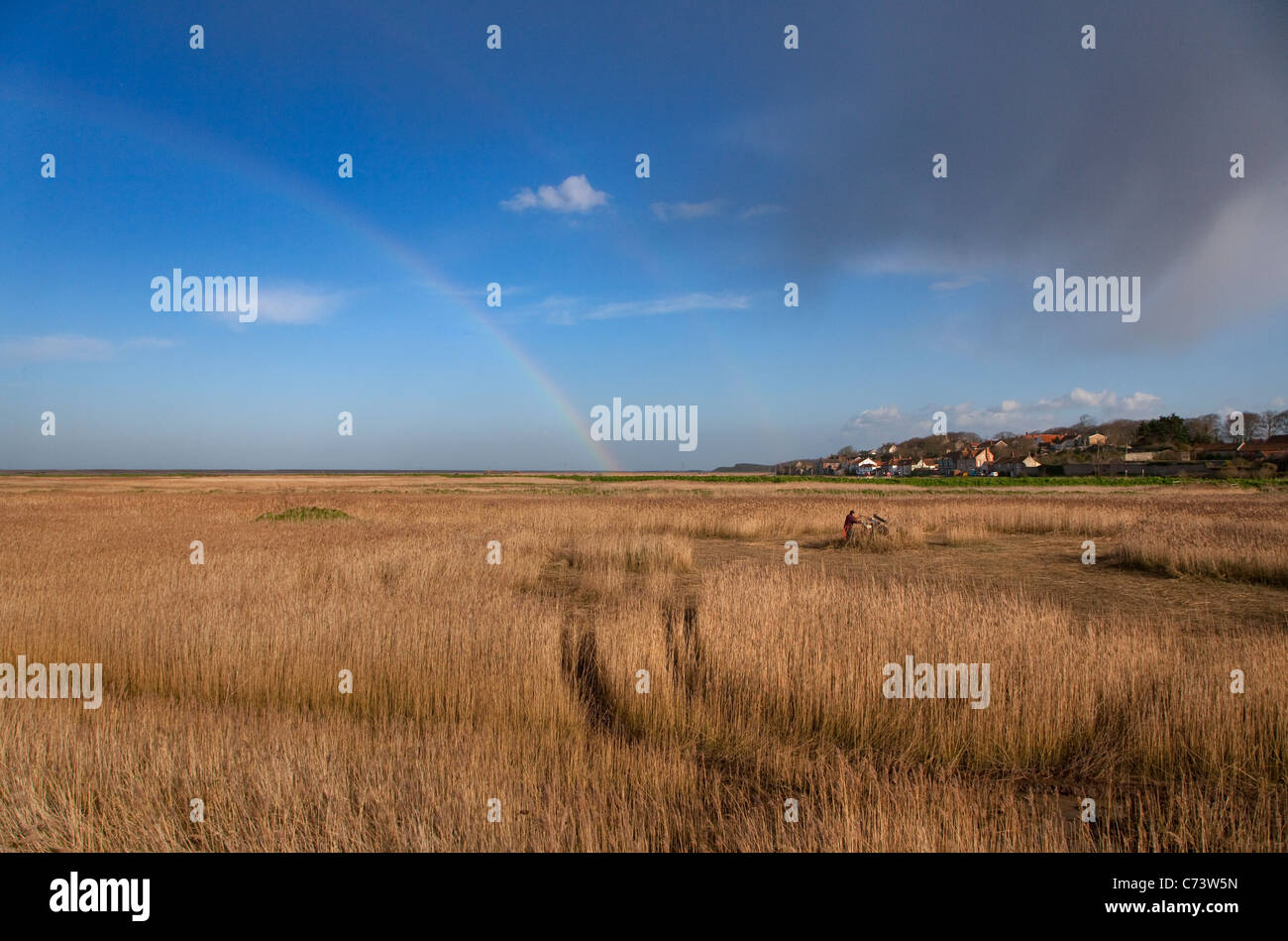 Norfolk winter reed beds hi-res stock photography and images - Alamy