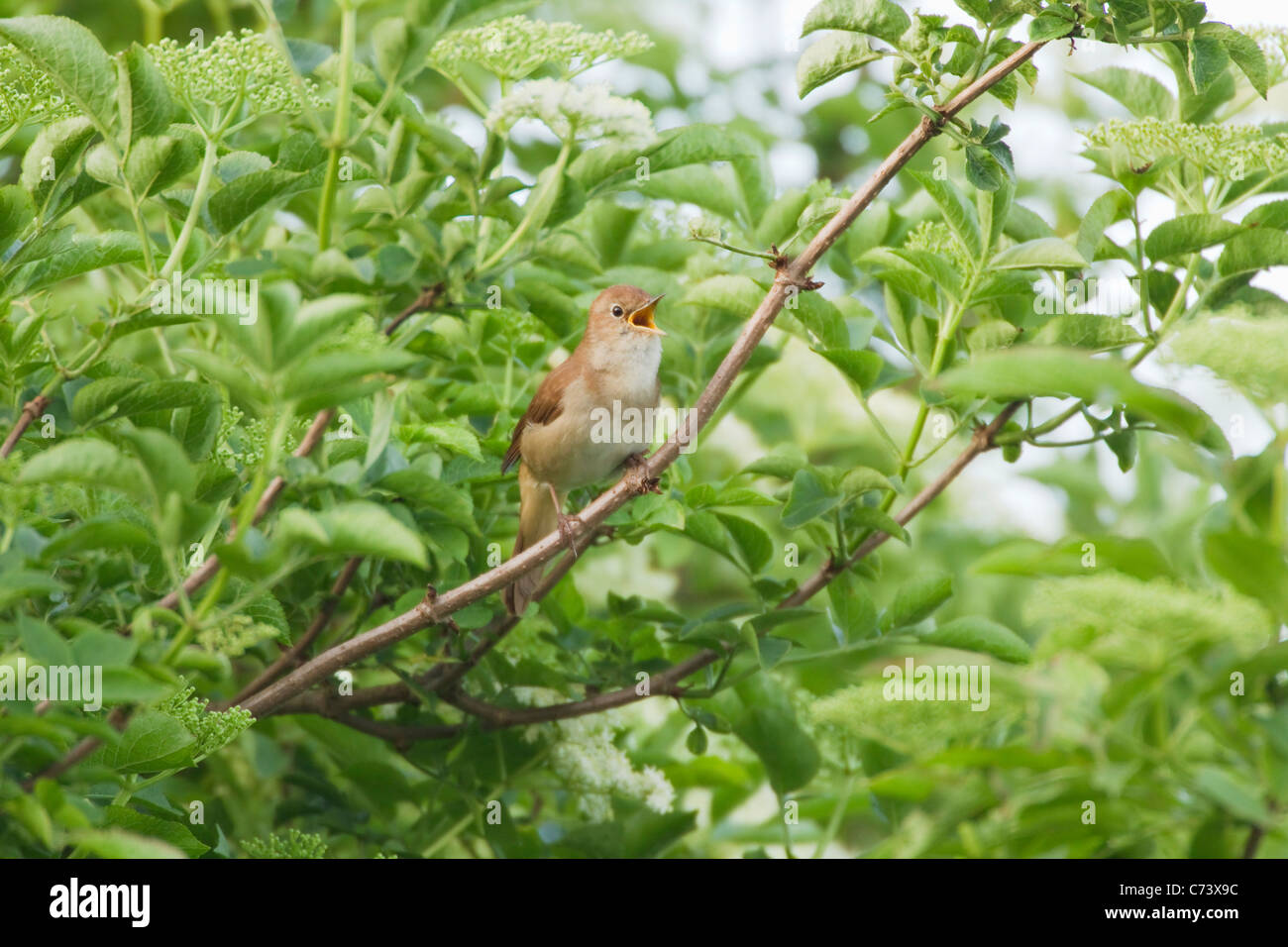 Nightingale Bird Uk High Resolution Stock Photography and Images - Alamy