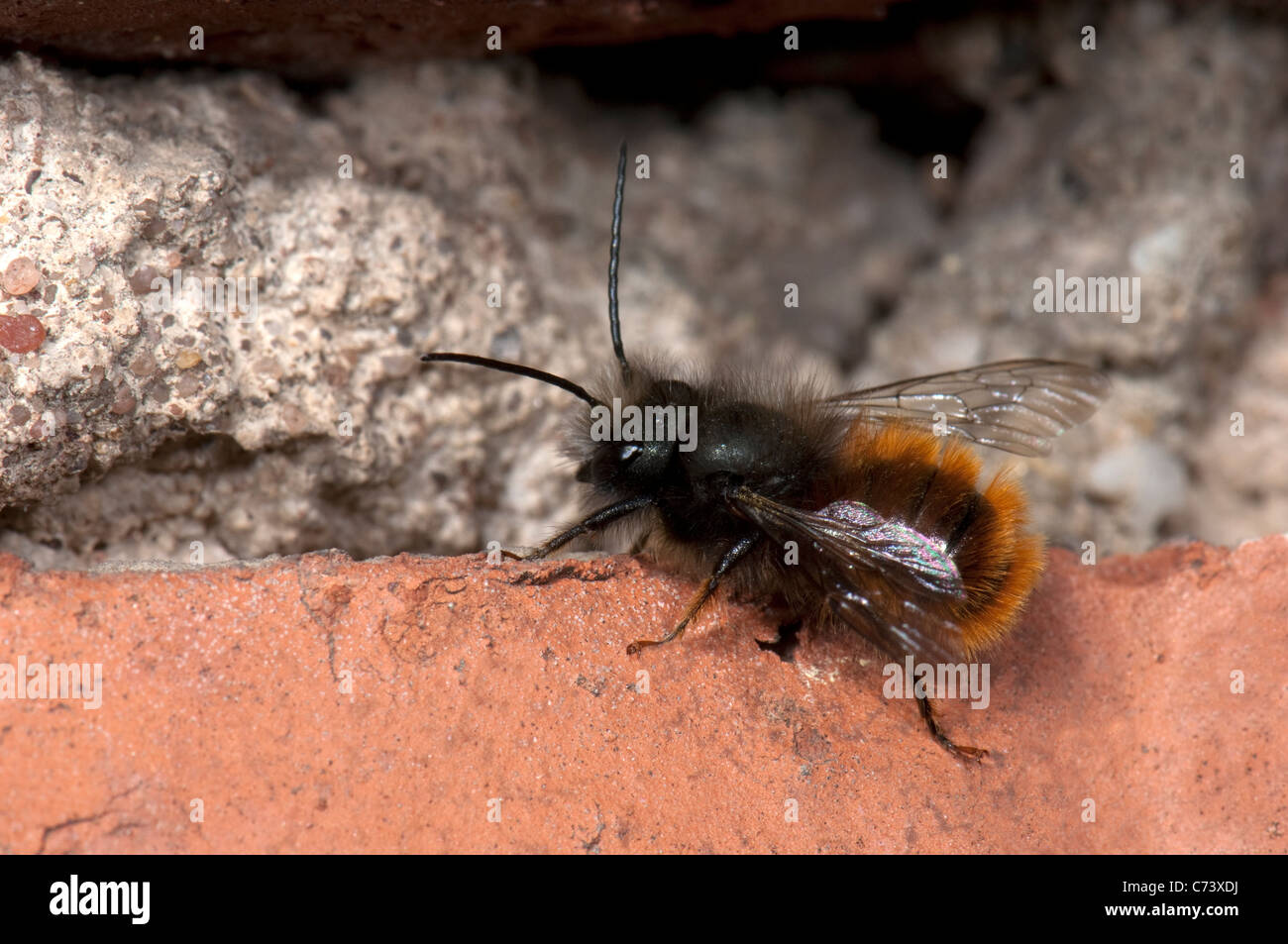 Red Mason Bee (Osmia bicornis, Osmia rufa) on a wall Stock Photo - Alamy