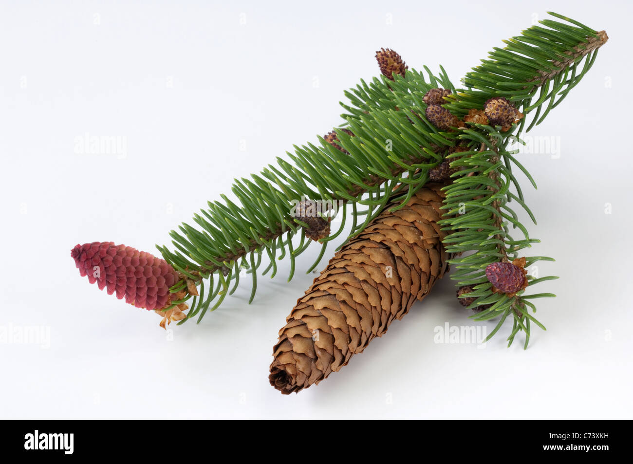 Common Spruce, Norway Spruce (Picea abies). Twig with flowers and cone. Studio picture against a ...